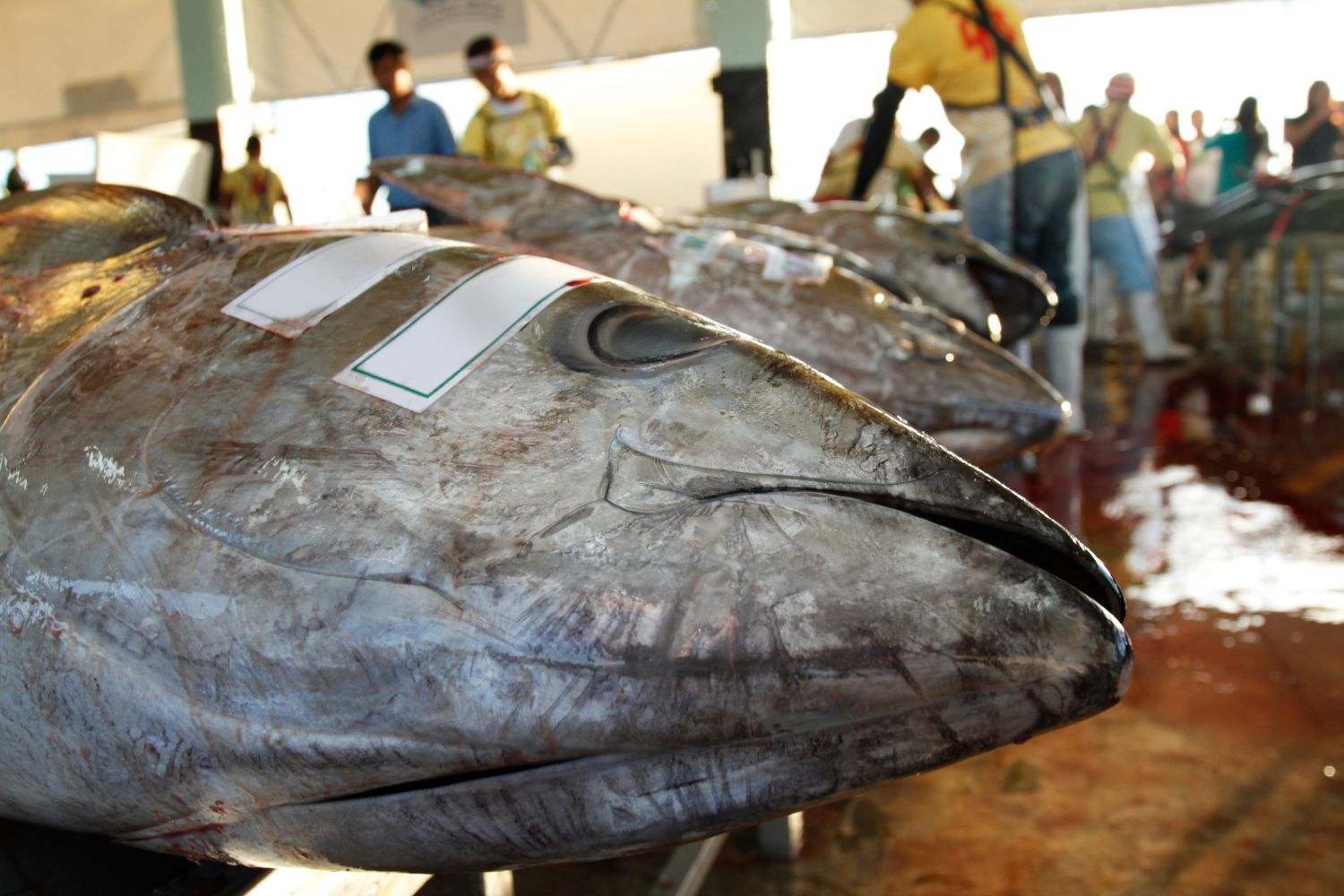 Nachi Katsuura Tuna Market (Why You Should Visit!) - Tristan Balme